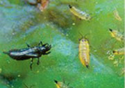 Bayer CropScience Korea