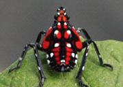 Bayer CropScience Korea